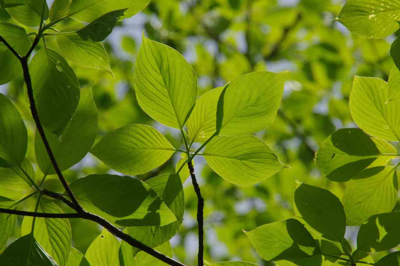 Fresh greens of Giant dogwood – Listen to the Wisper of Nature